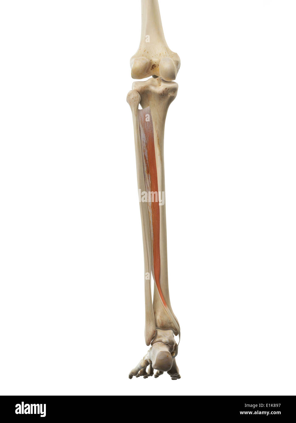 Human tibialis posterior muscle computer artwork Stock Photo - Alamy