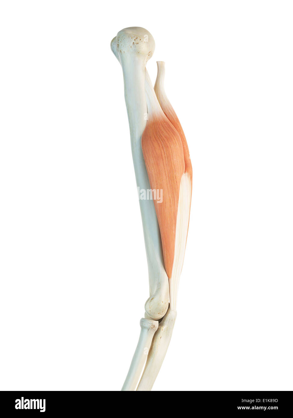 Human triceps hi-res stock photography and images - Alamy