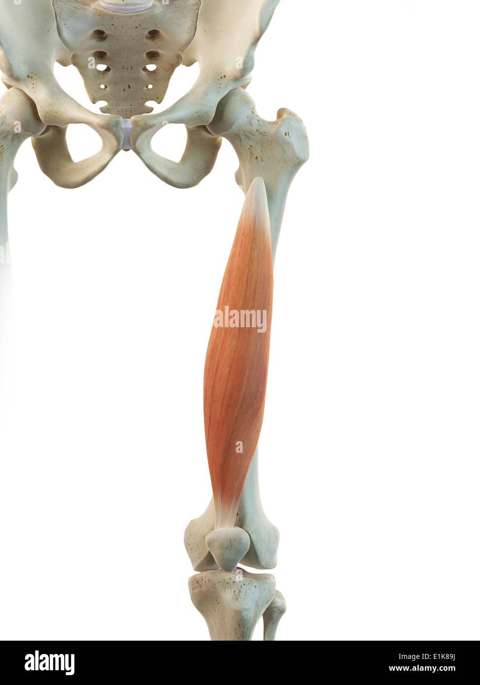 Vastus Intermedius Muscle High Resolution Stock Photography and Images ...