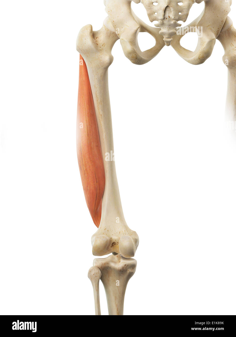 Vastus lateralis muscle hi-res stock photography and images - Alamy