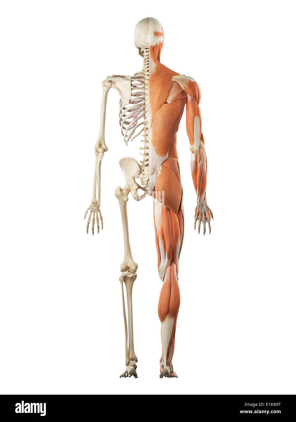 Musculoskeletal system hi-res stock photography and images - Alamy