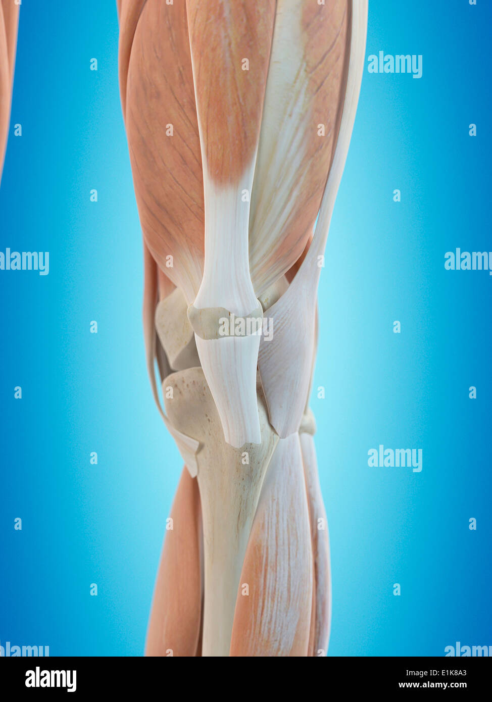 Human knee anatomy hi-res stock photography and images - Alamy