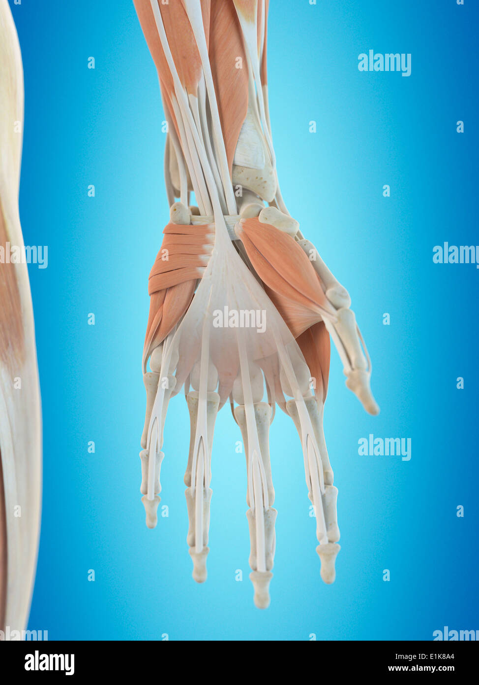 Human hand anatomy computer artwork Stock Photo - Alamy