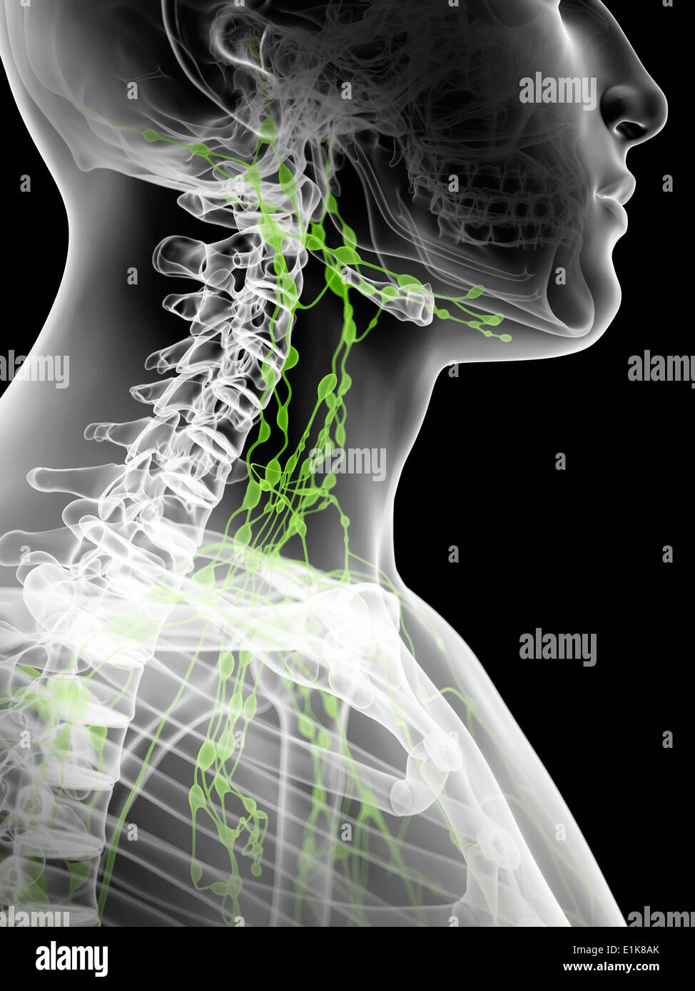 Lymph nodes head neck hi-res stock photography and images - Alamy