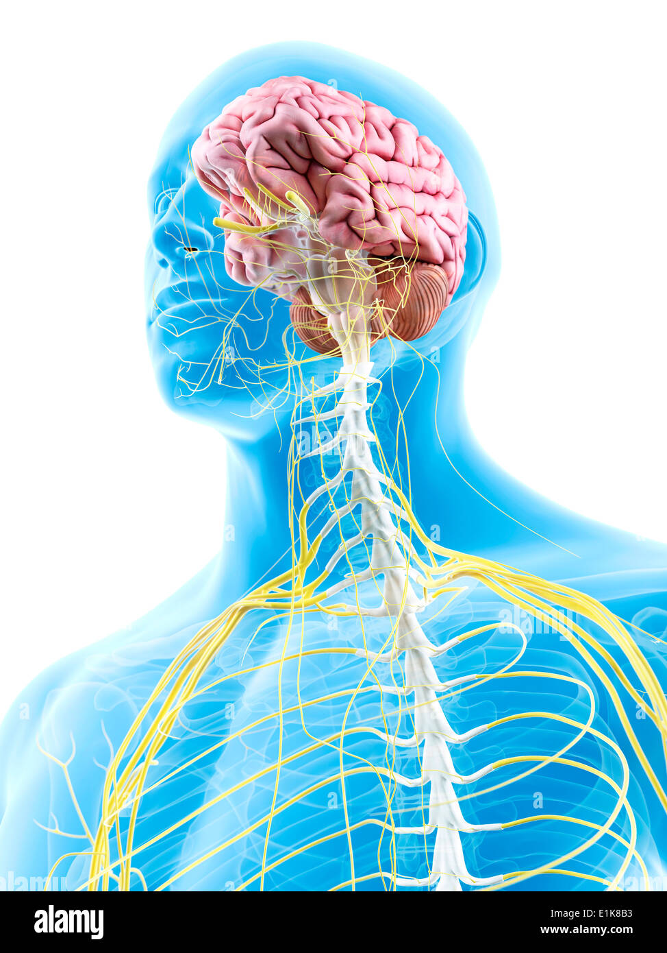 Human brain and nerves computer artwork Stock Photo - Alamy