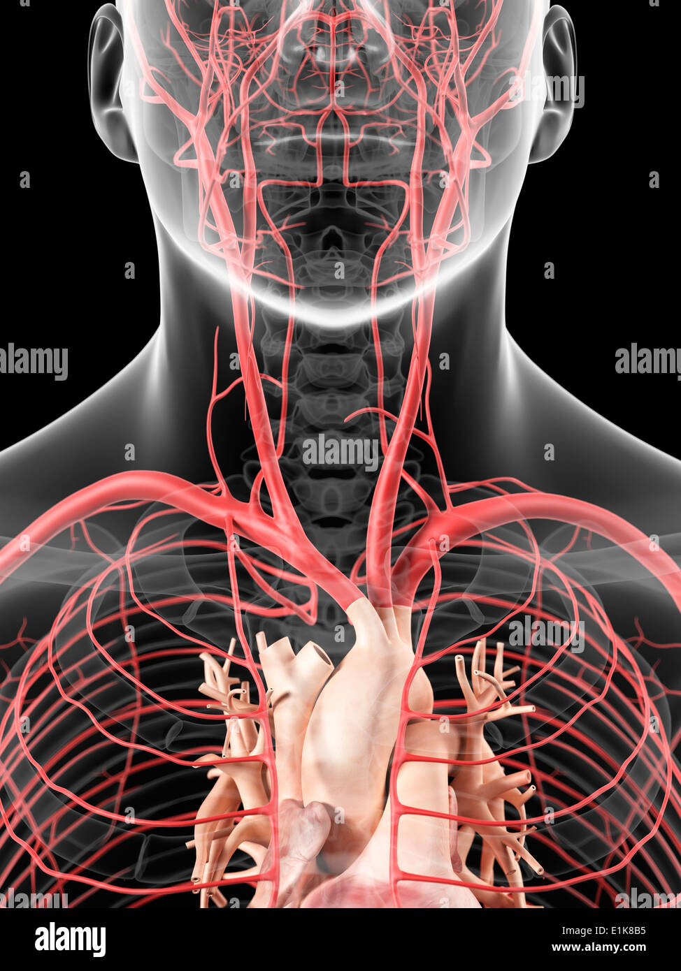 Human neck arteries computer artwork Stock Photo - Alamy