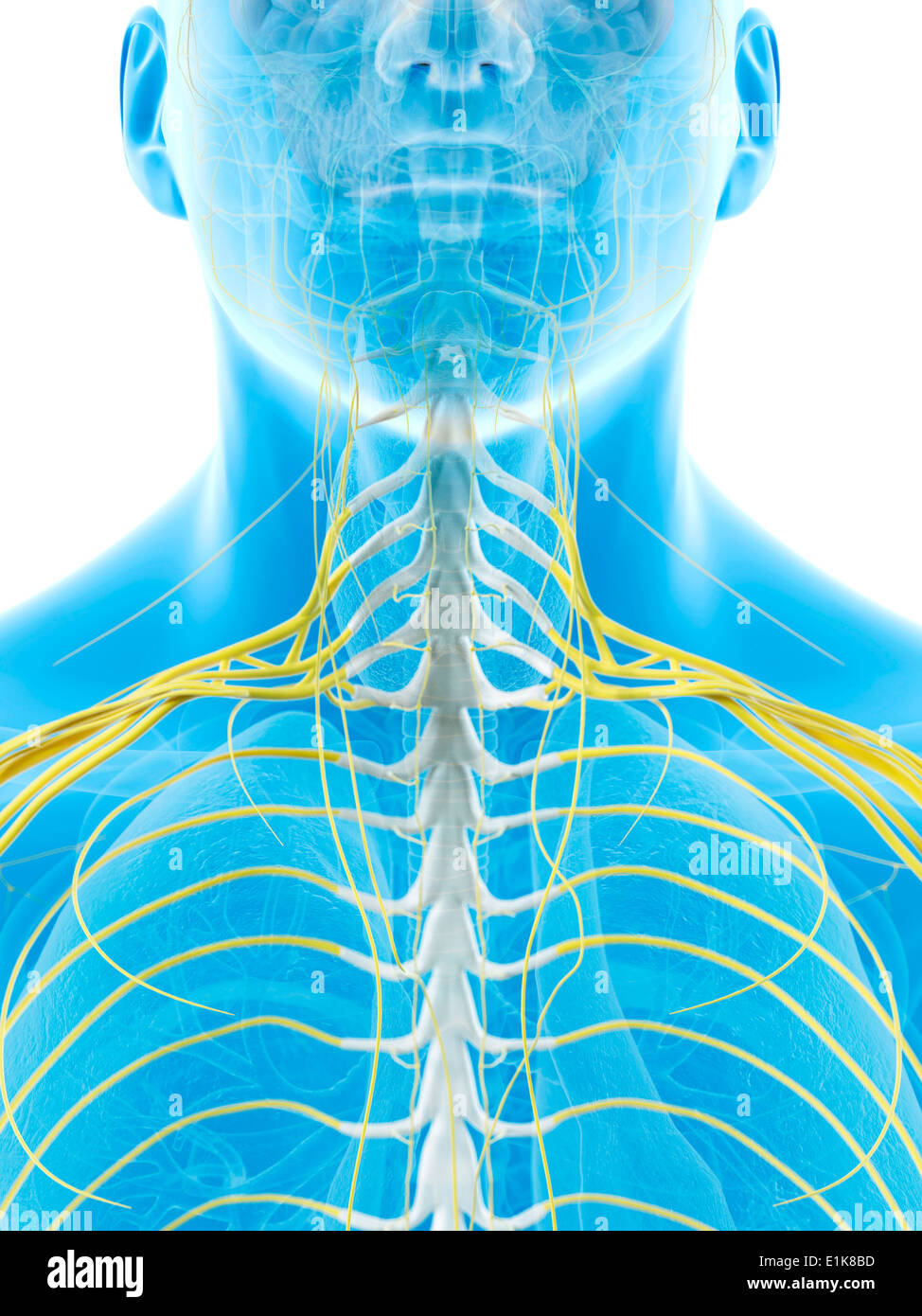 Human neck nerves computer artwork Stock Photo - Alamy