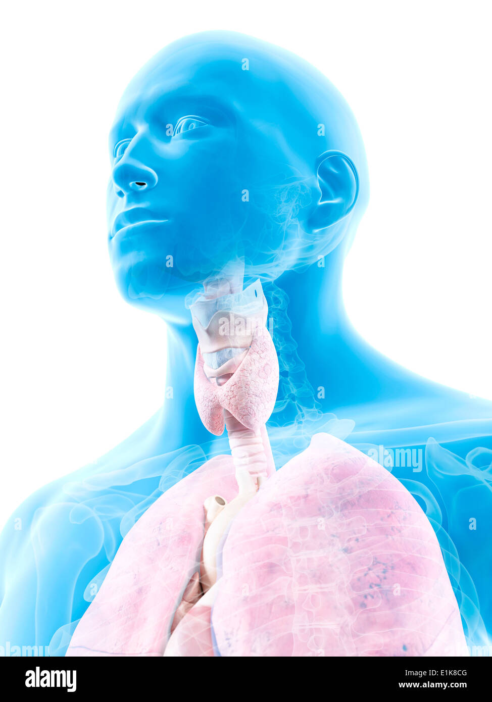 Human thyroid anatomy computer artwork Stock Photo - Alamy