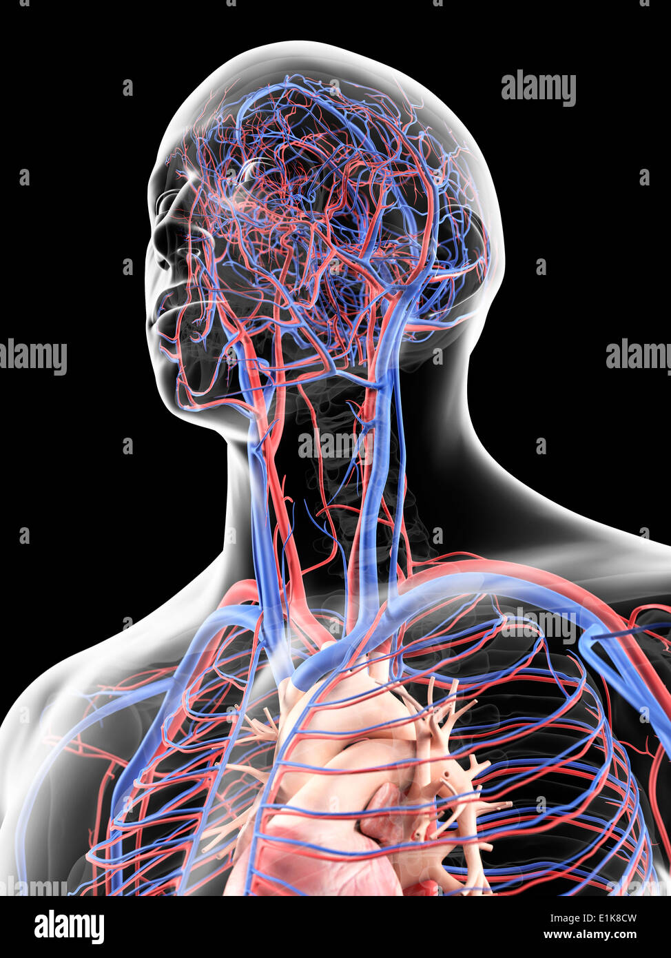 Human head showing the vascular system computer artwork Stock Photo - Alamy