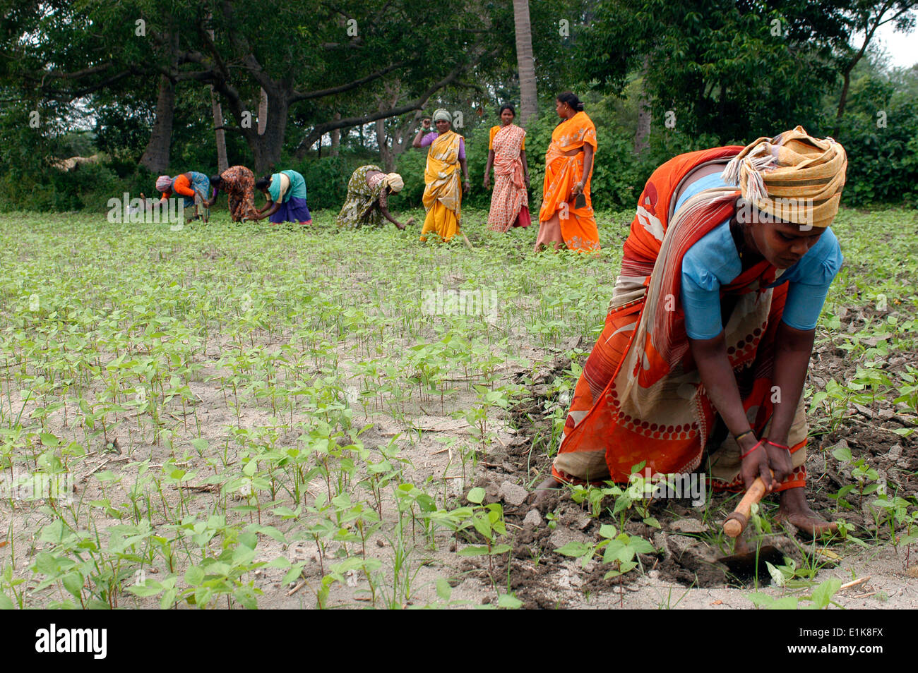Outcaste women laboring land belonging to a high caste landowner Stock ...