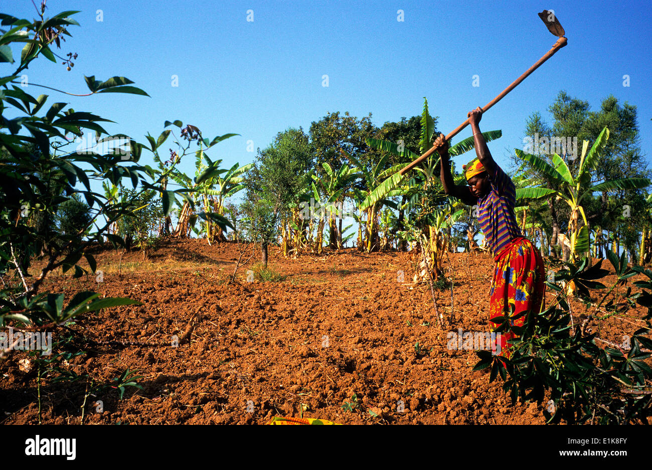 Peasant woman farming in Burundi Stock Photo - Alamy