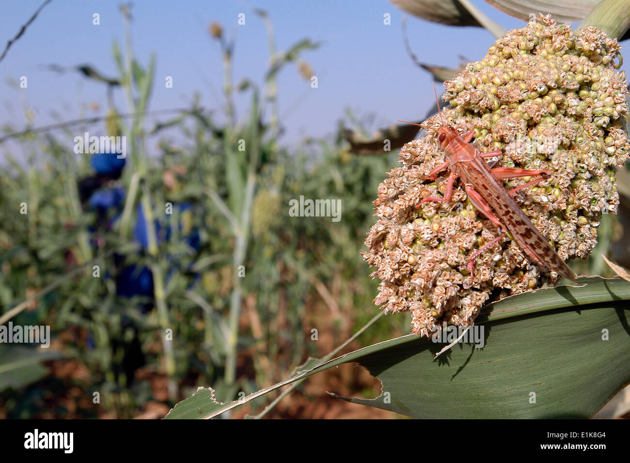 Locust in a millet plantation Stock Photo - Alamy