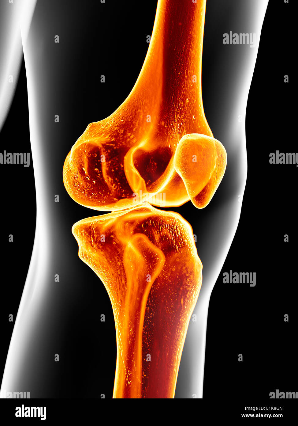 Human knee joint computer artwork Stock Photo - Alamy