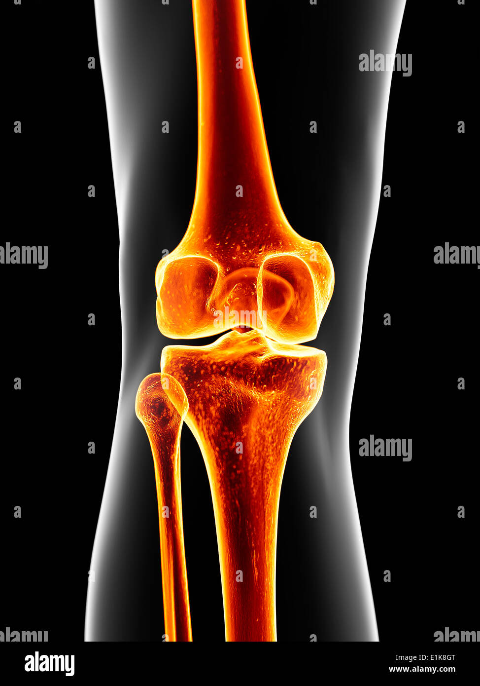 Human knee joint computer artwork Stock Photo - Alamy