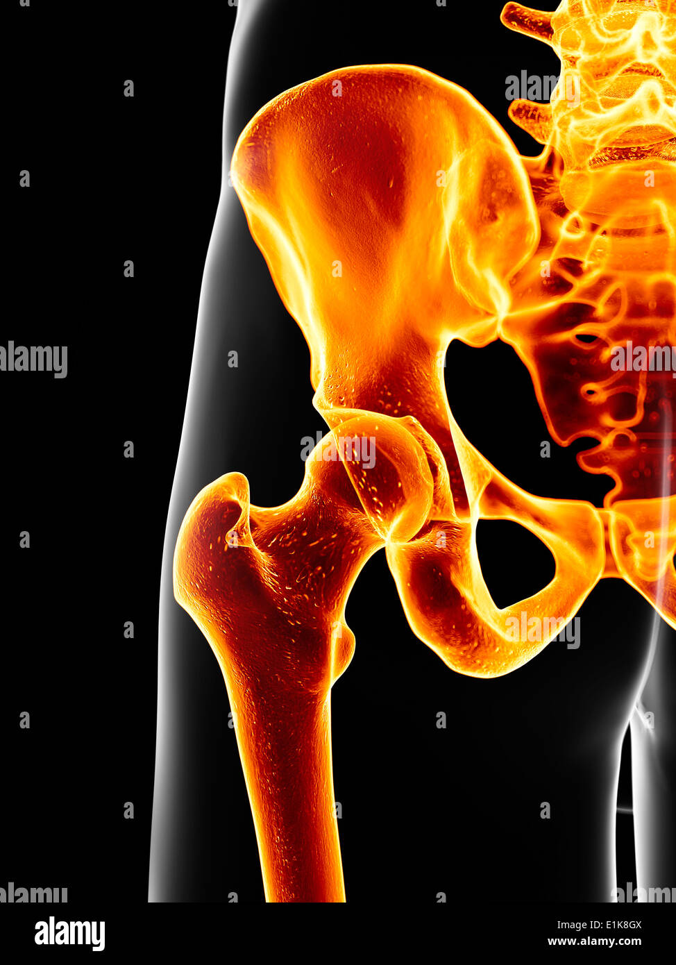 Human hip bone computer artwork Stock Photo - Alamy