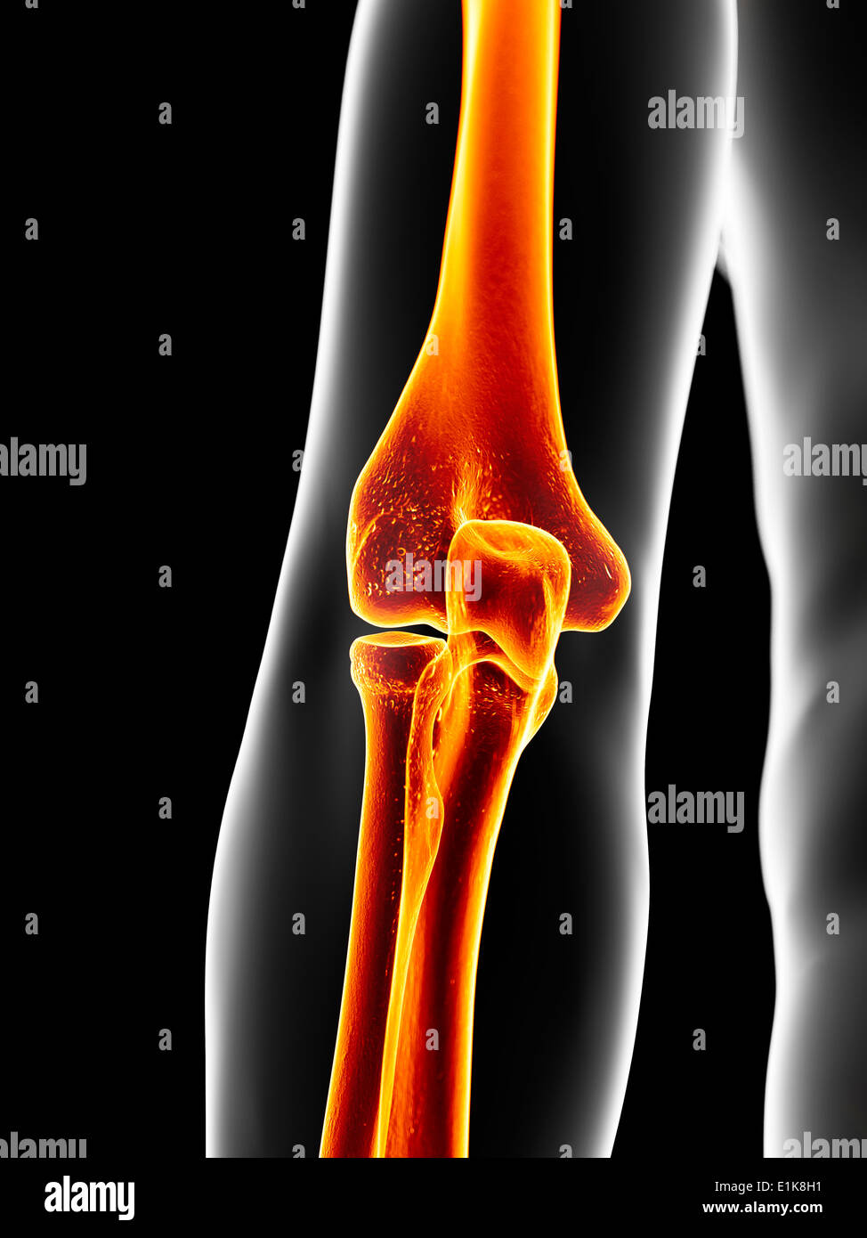 Human elbow joint computer artwork Stock Photo - Alamy