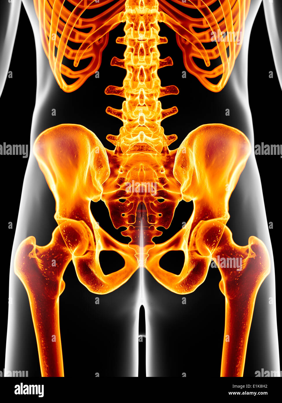 Human hip bone computer artwork Stock Photo - Alamy