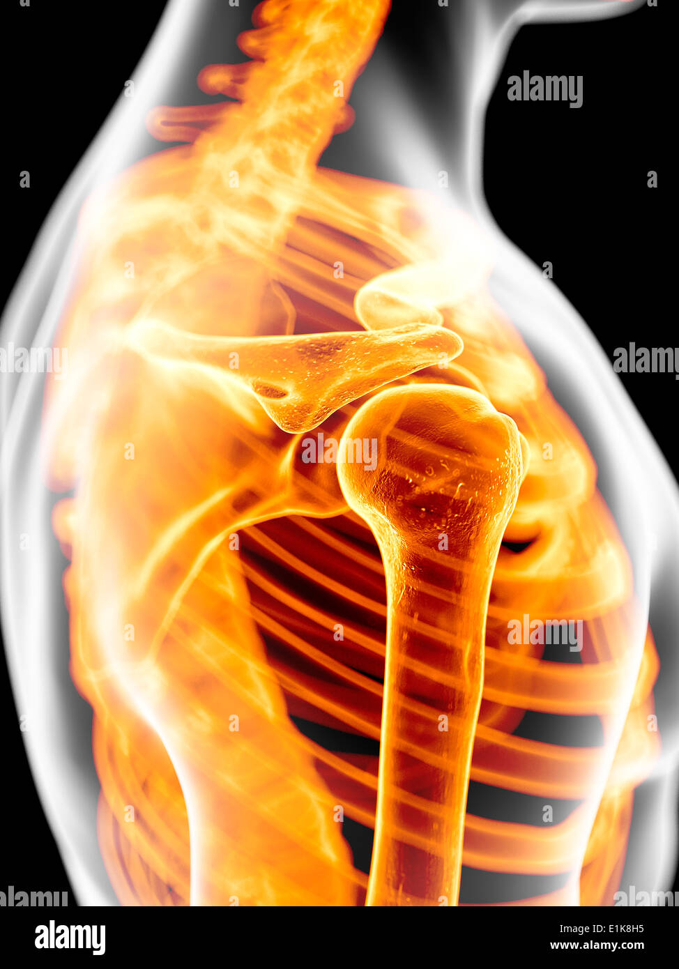 Human shoulder joint computer artwork Stock Photo - Alamy