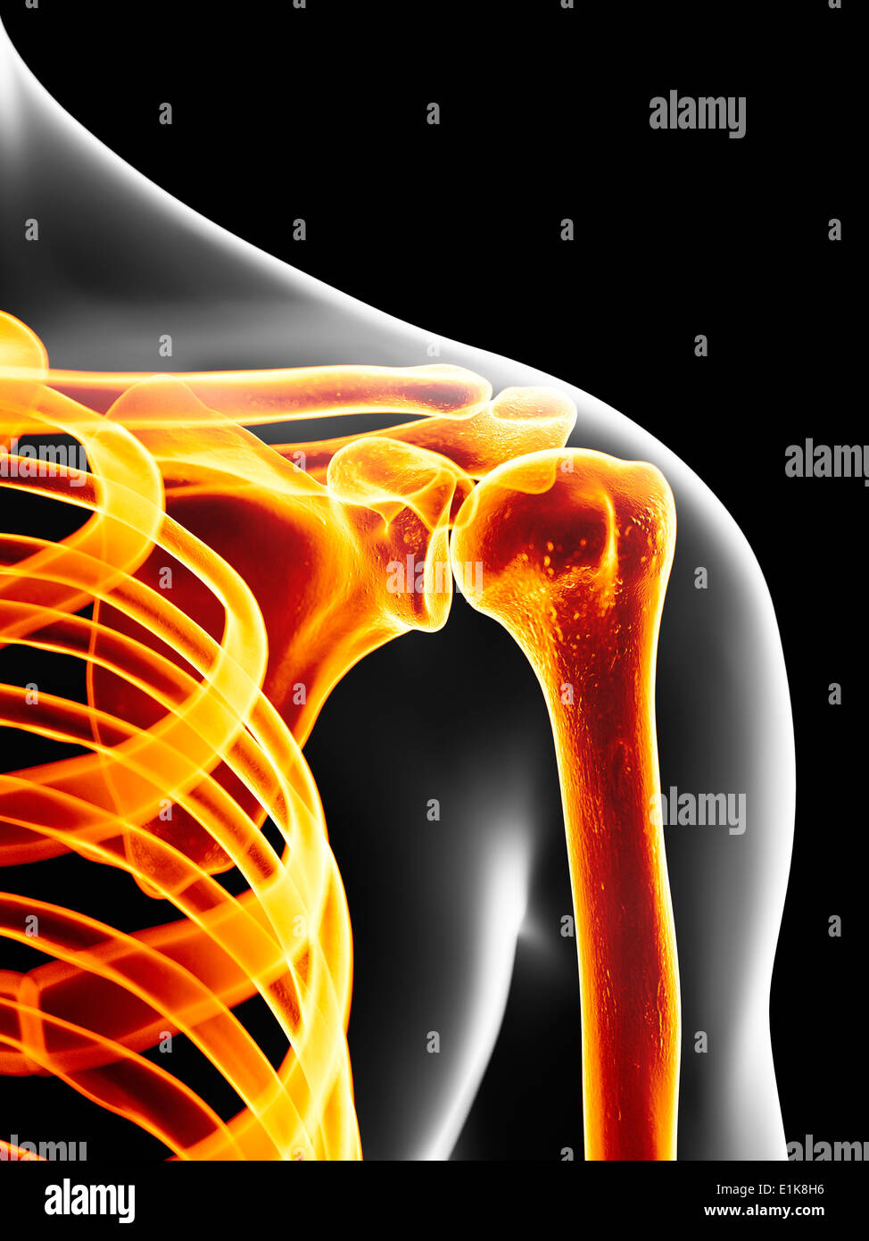 Human shoulder joint computer artwork Stock Photo - Alamy