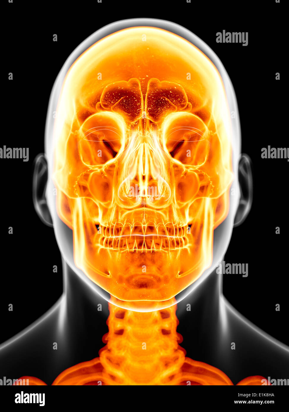 Human skull computer artwork Stock Photo - Alamy