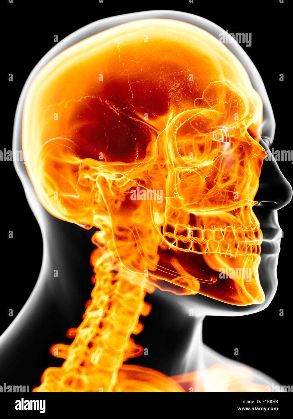 Human skull computer artwork Stock Photo - Alamy