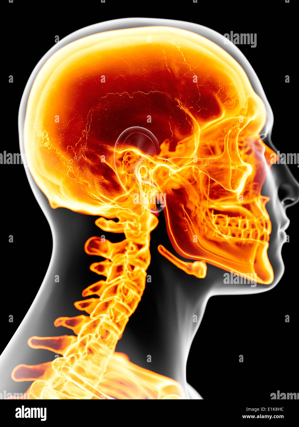 Human skull and neck computer artwork Stock Photo - Alamy
