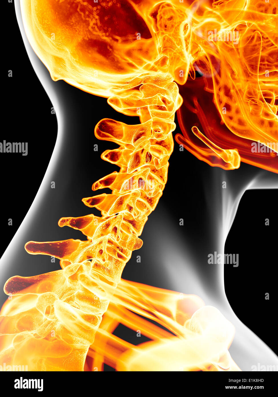 Cervical vertebrae hi-res stock photography and images - Alamy