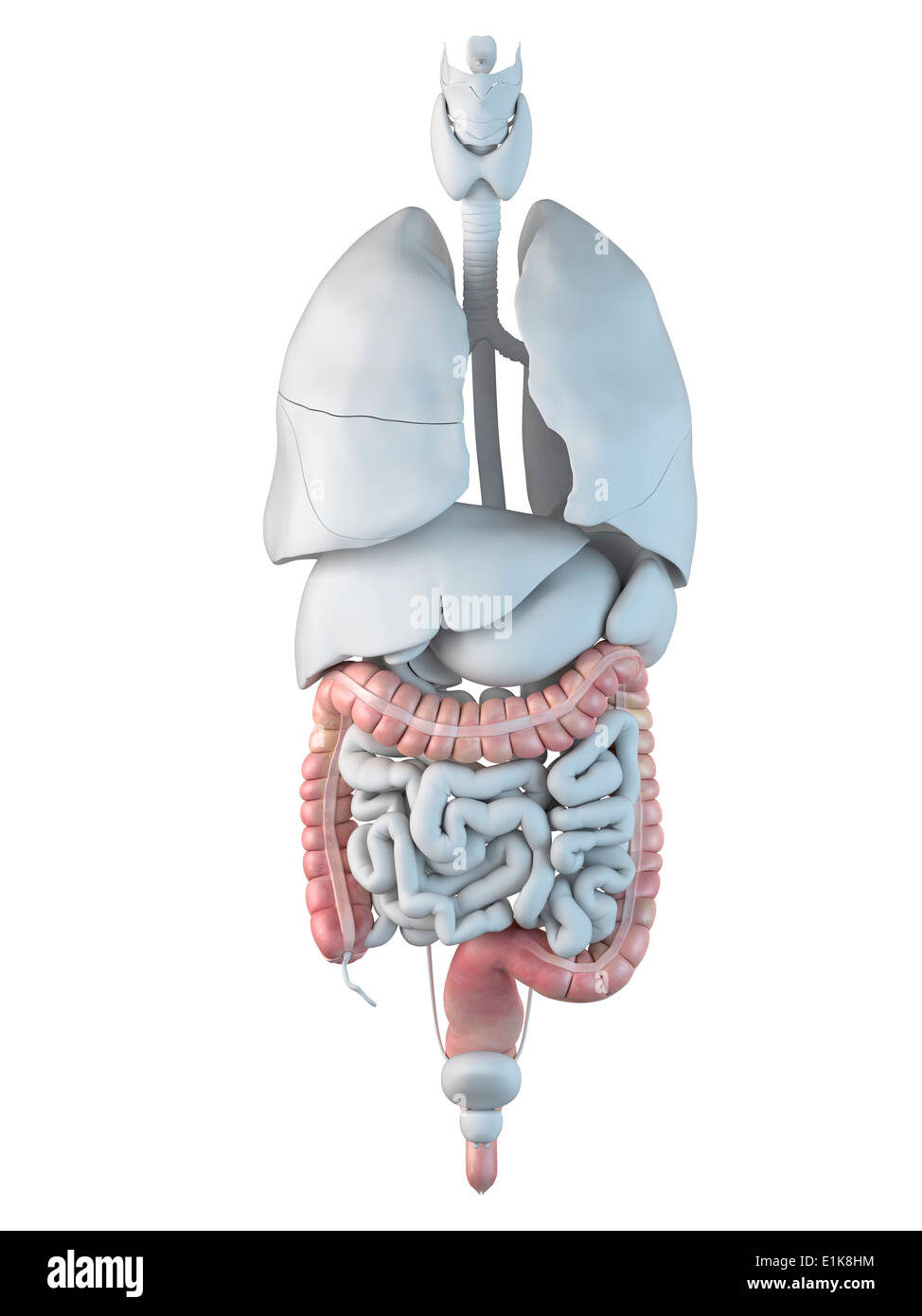 Human colon computer artwork Stock Photo - Alamy