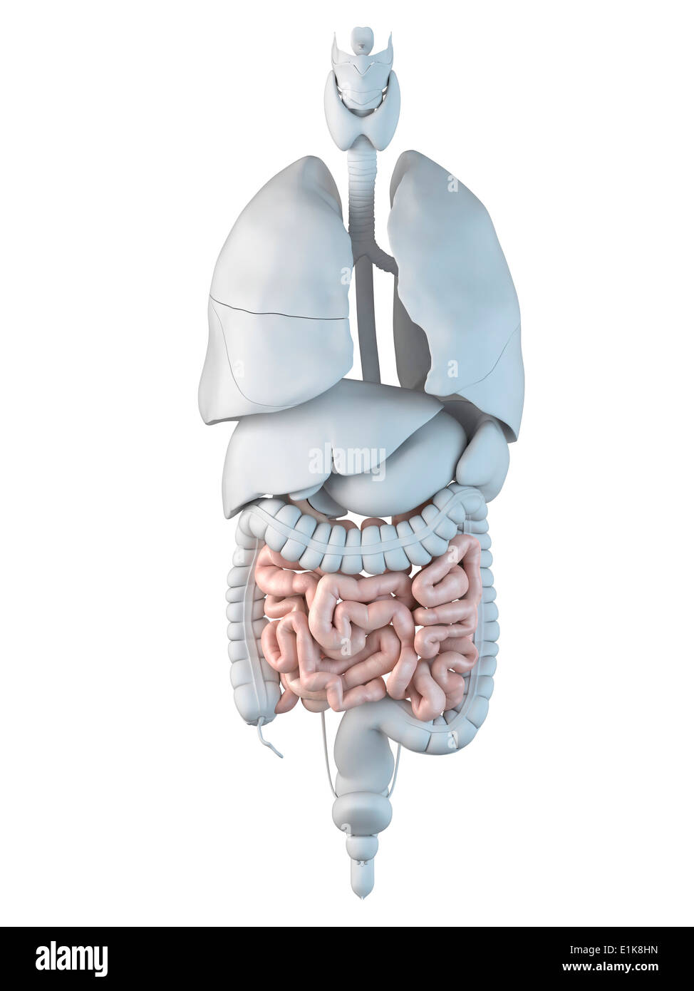 Human small intestine computer artwork Stock Photo - Alamy