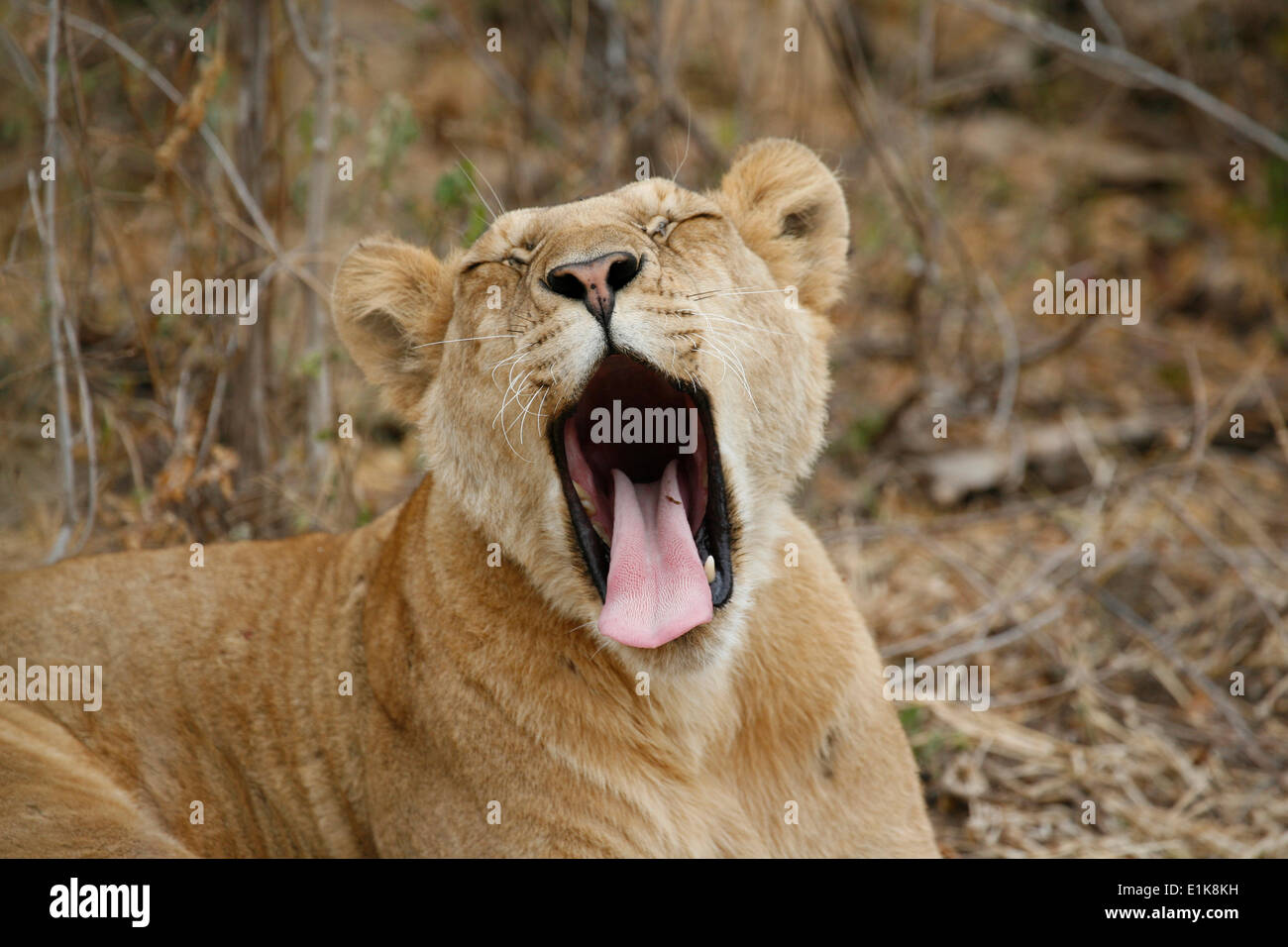 Lionness hi-res stock photography and images - Alamy