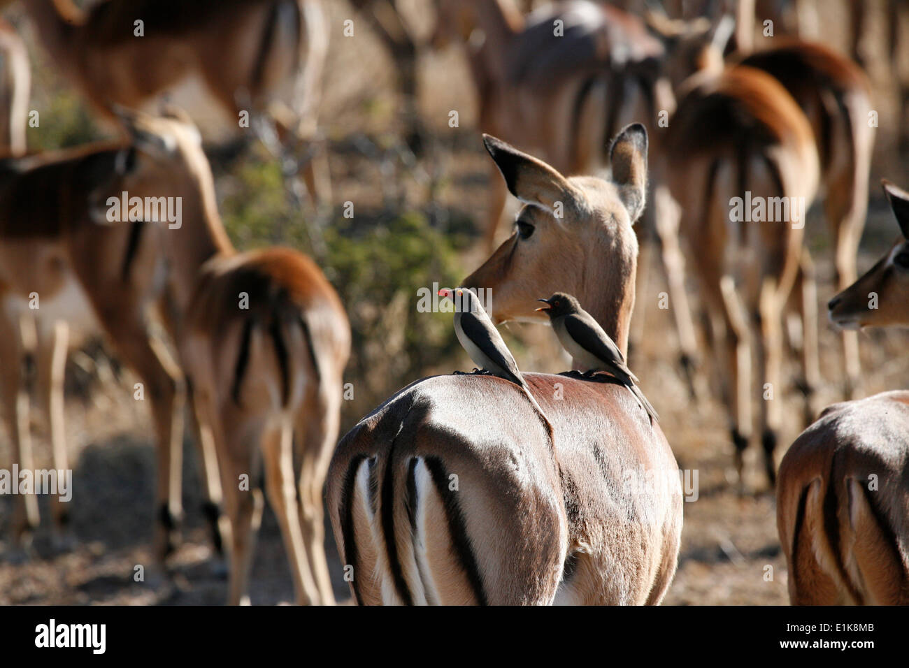 Ngala hi-res stock photography and images - Alamy