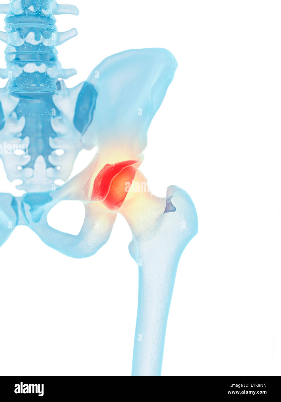 Human hip joint computer artwork Stock Photo - Alamy