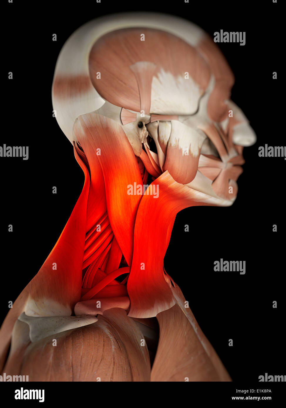 Human neck muscles computer artwork Stock Photo - Alamy