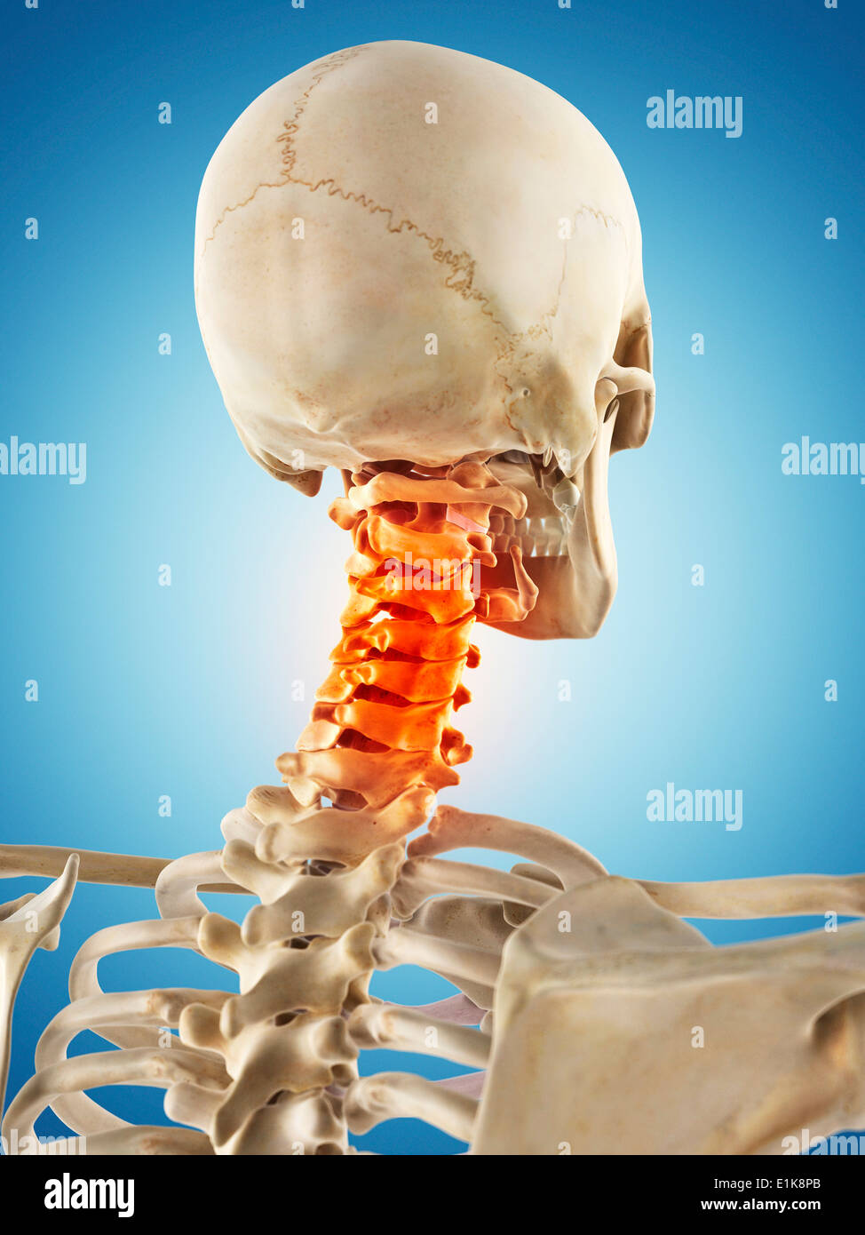 Human neck bones computer artwork Stock Photo - Alamy