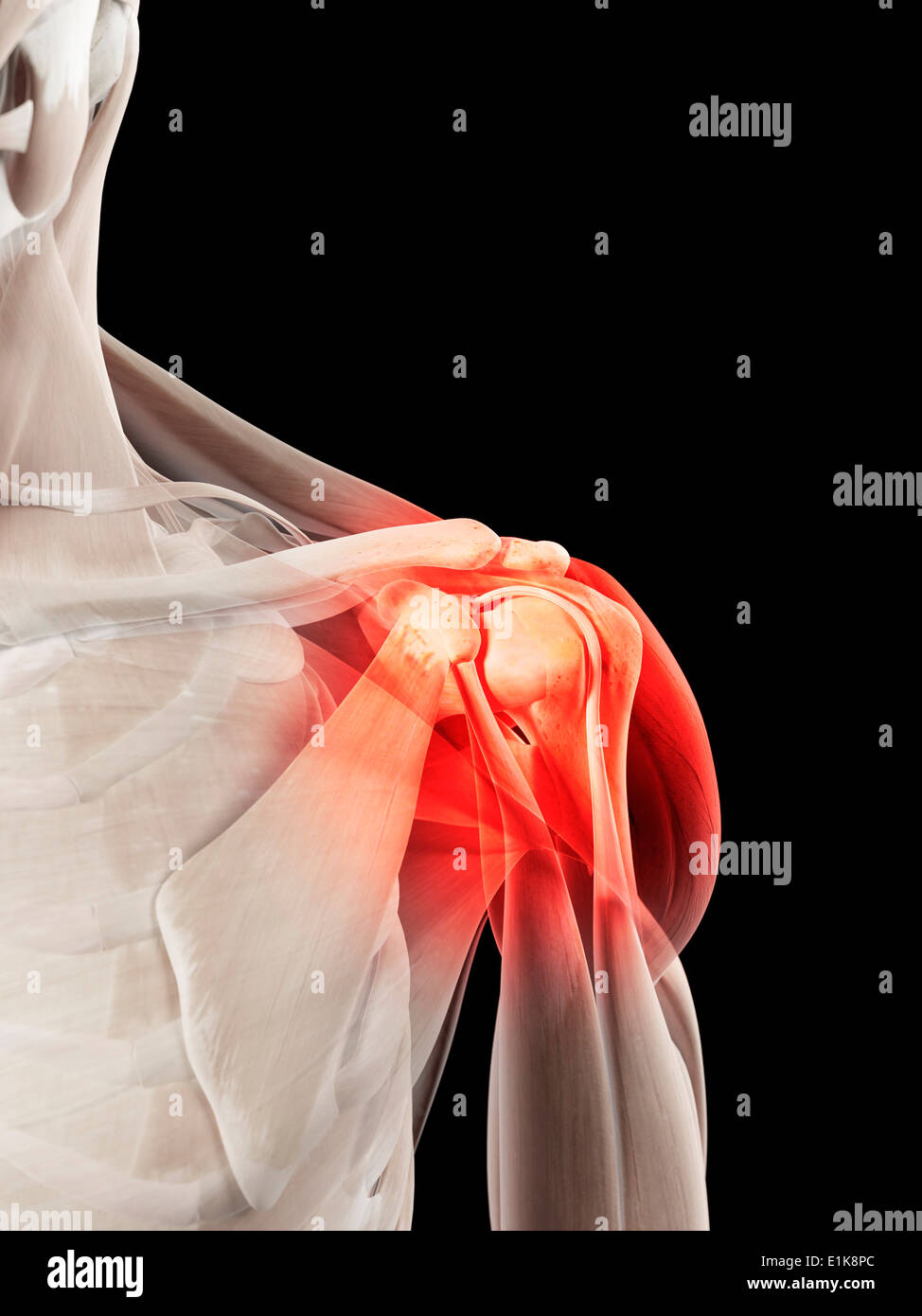Human shoulder computer artwork Stock Photo - Alamy