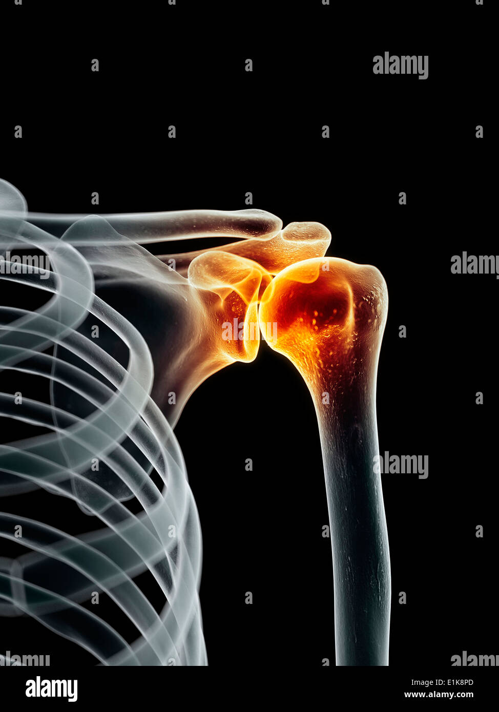 Human shoulder joint computer artwork Stock Photo - Alamy