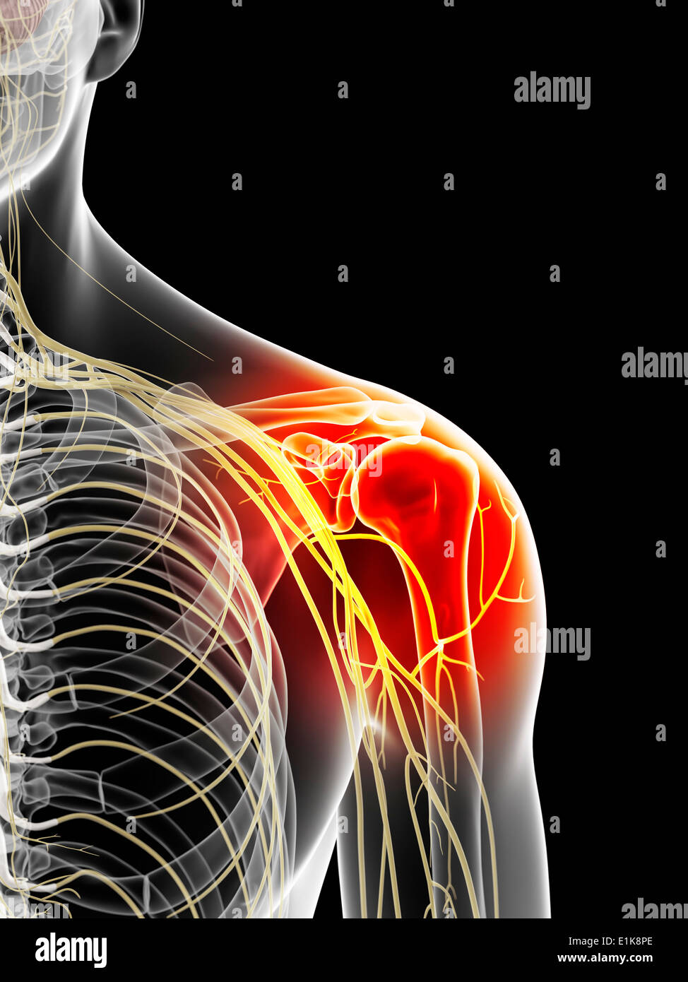 Human shoulder nerves computer artwork Stock Photo - Alamy