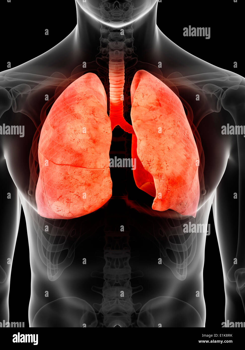 Human lungs computer artwork Stock Photo - Alamy