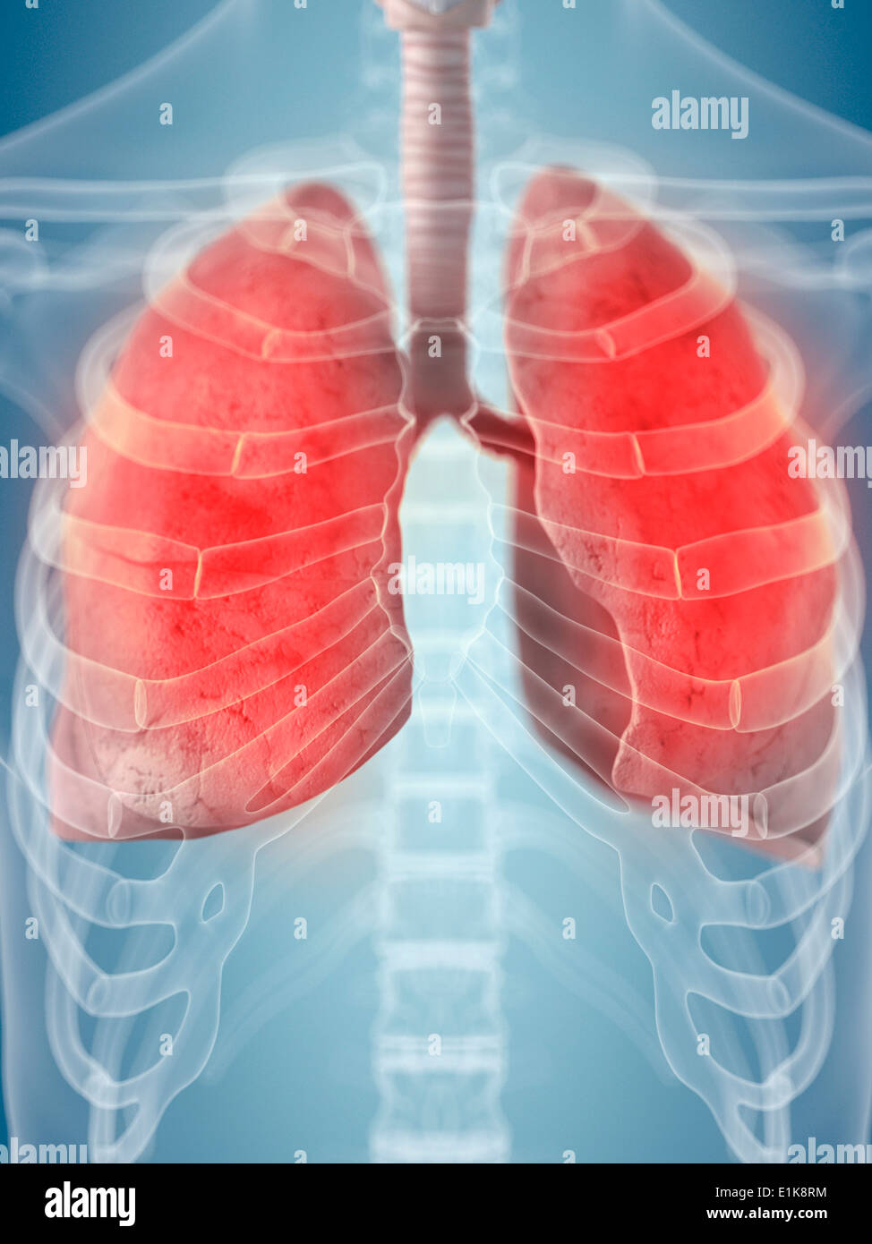 Human lungs computer artwork Stock Photo - Alamy