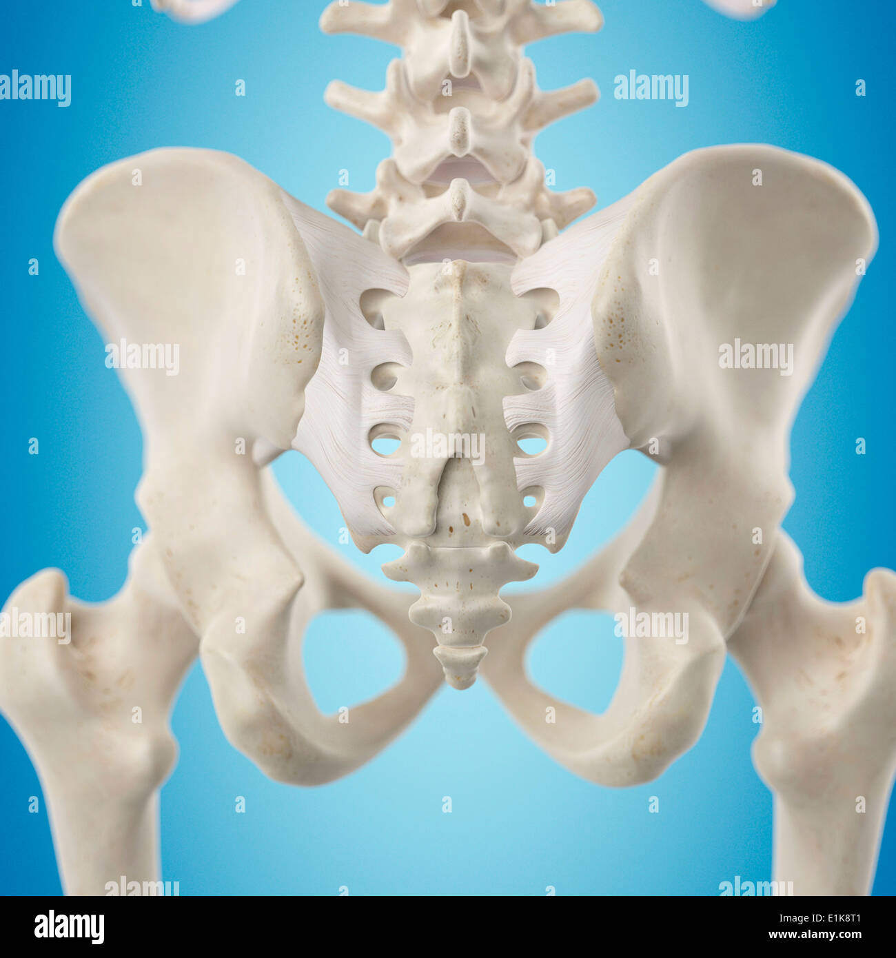 Sacroiliac hi-res stock photography and images - Alamy