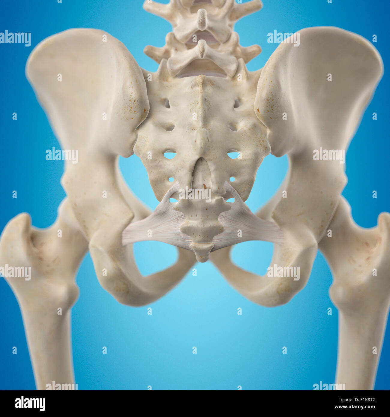 Human sacrospinous ligament computer artwork Stock Photo - Alamy