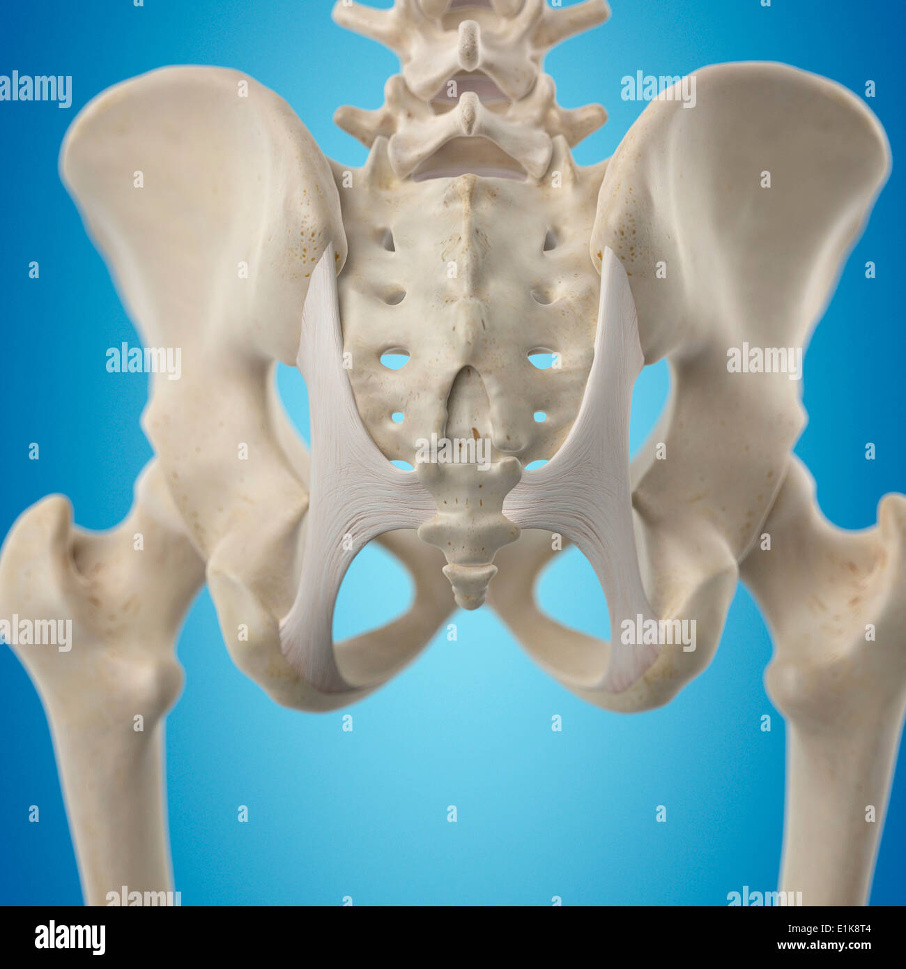 Sacrotuberous ligament hi-res stock photography and images - Alamy