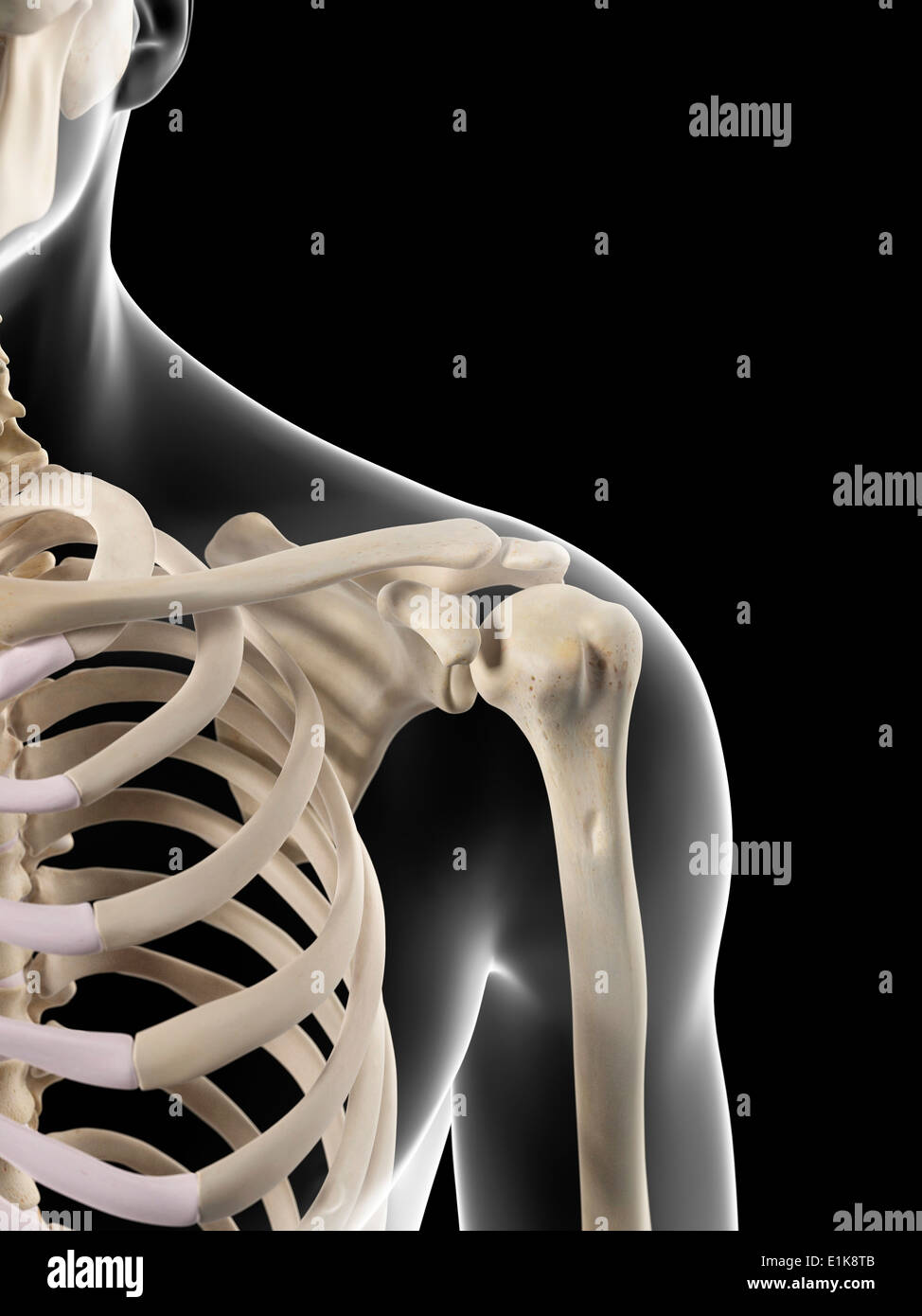 Human shoulder bones computer artwork Stock Photo - Alamy