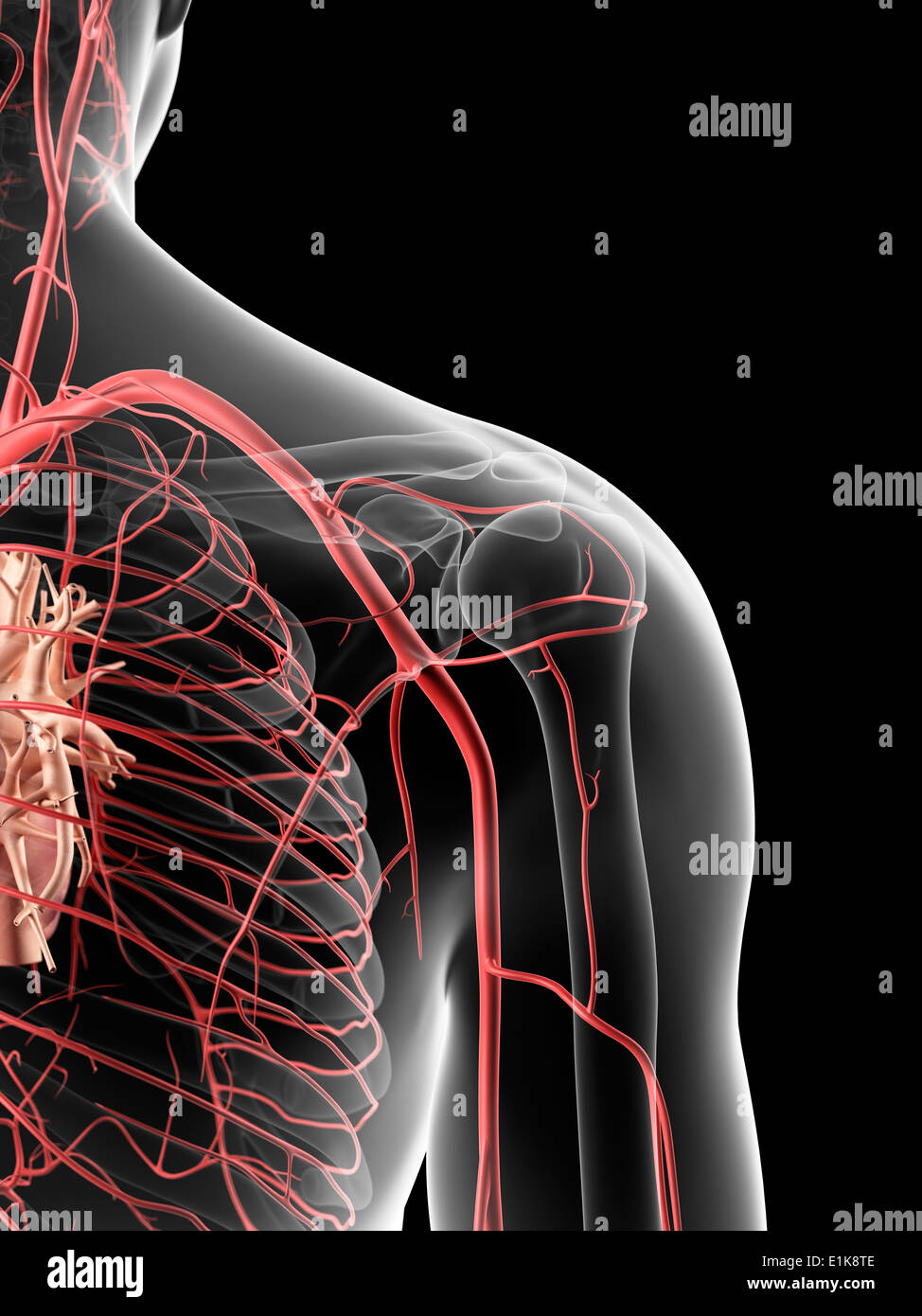 Human shoulder arteries computer artwork Stock Photo - Alamy