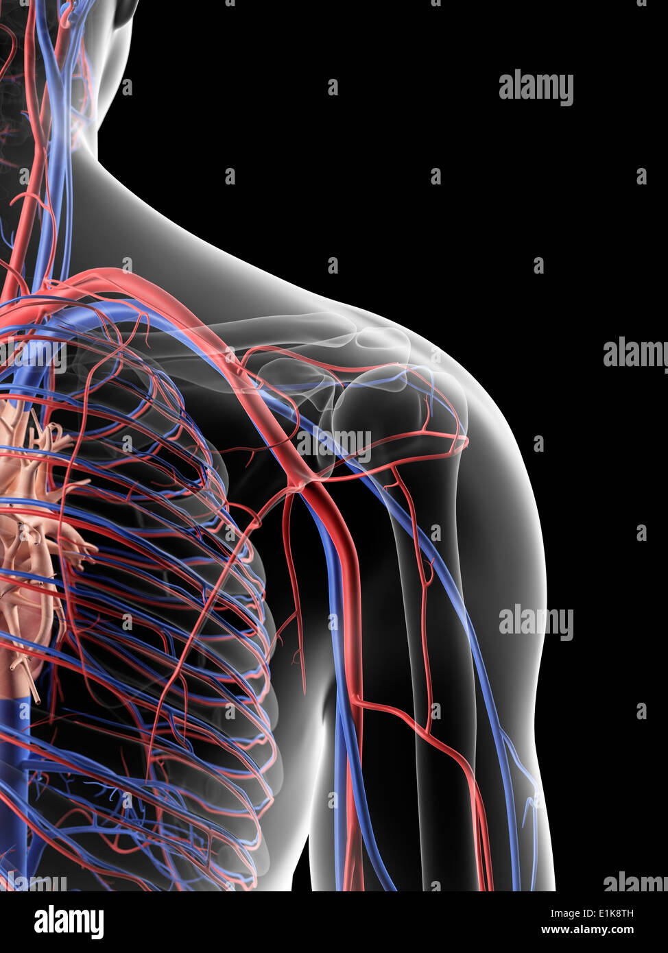 Blood vessels of the shoulder hi-res stock photography and images - Alamy