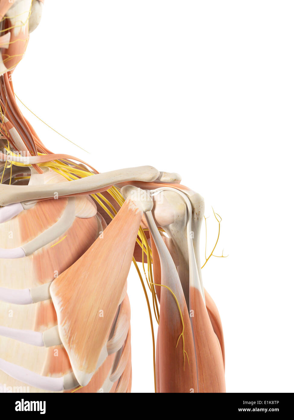 Human shoulder muscles and nerves computer artwork Stock Photo - Alamy