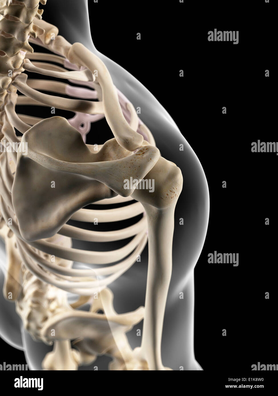 Human shoulder joint computer artwork Stock Photo - Alamy