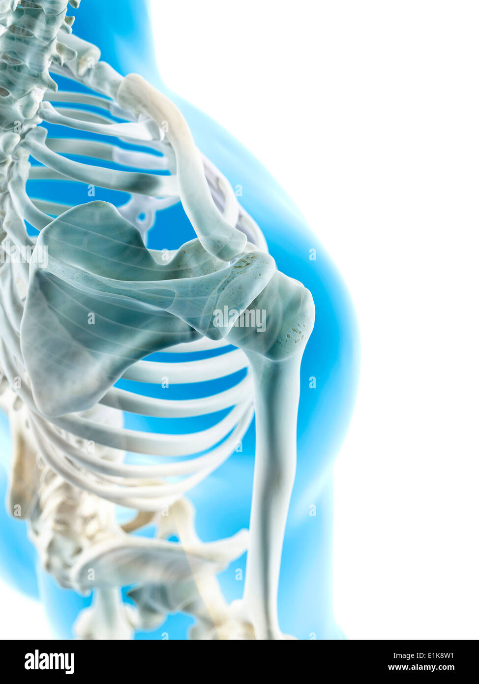 Human shoulder joint computer hi-res stock photography and images - Alamy
