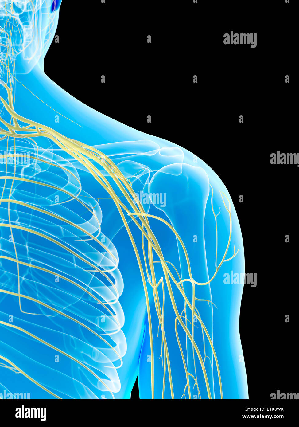 Human shoulder nerves computer artwork Stock Photo - Alamy