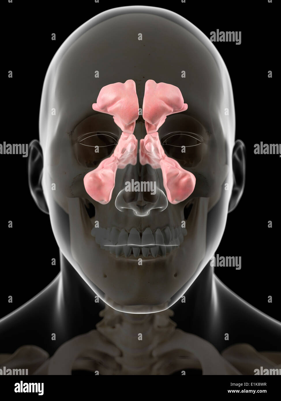 Sinuses hi-res stock photography and images - Alamy